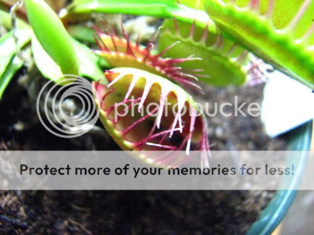 i'm bored! - FlyTrapCare Forums