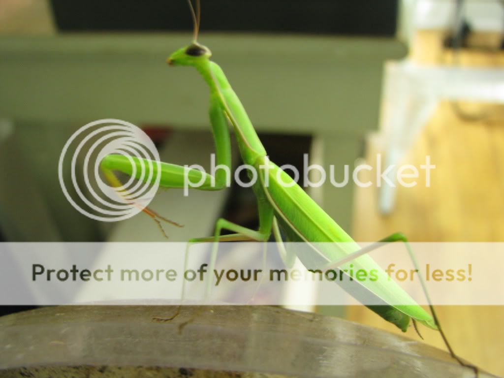 i'm bored! - FlyTrapCare Forums