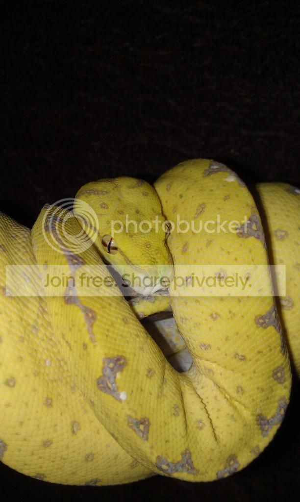 GTP colour change diary | Reptile Forums